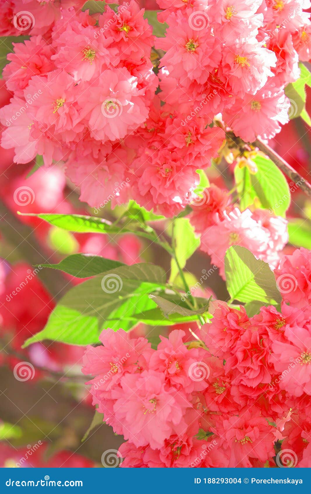 Fashion Aesthetics Wallpaper Pink Flowers Cherry Blossom Tree Stock