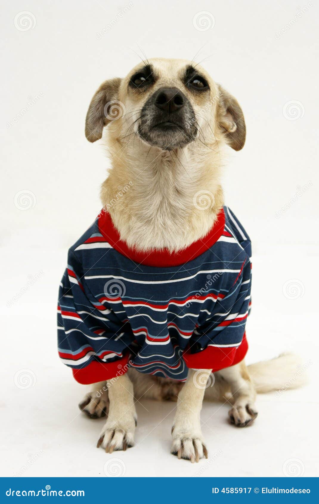 Fashion Dog stock image. Image of dress, city, doggie - 4585917