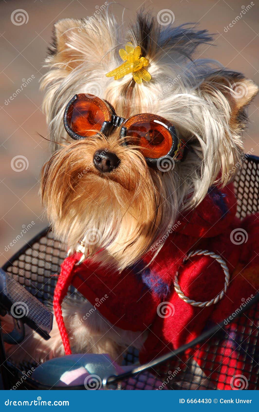 Fashion dog stock photo. Image of ornate, scarf, basket - 6664430