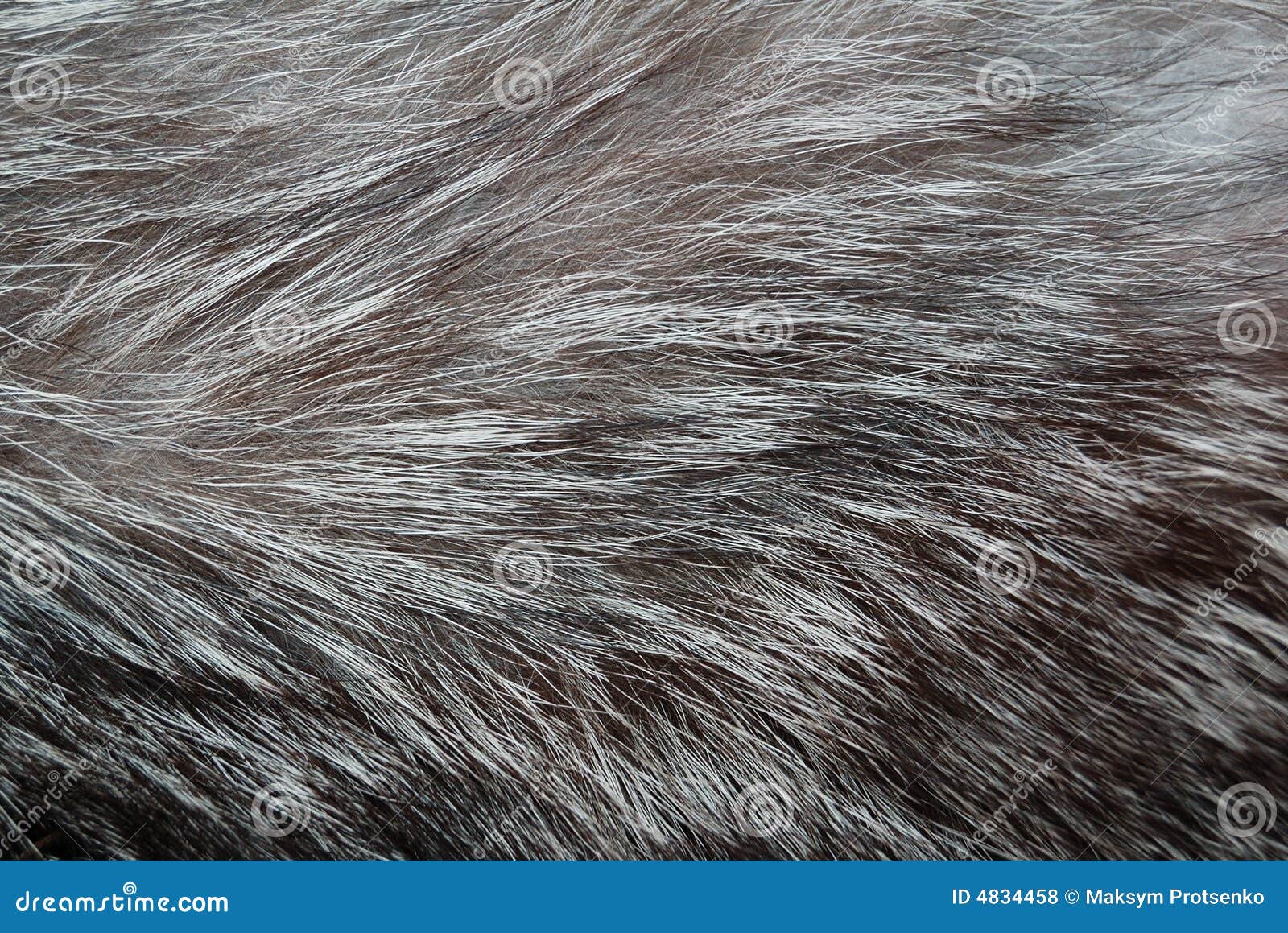 Fashion gray fur stock photo. Image of white, fashion - 4834458