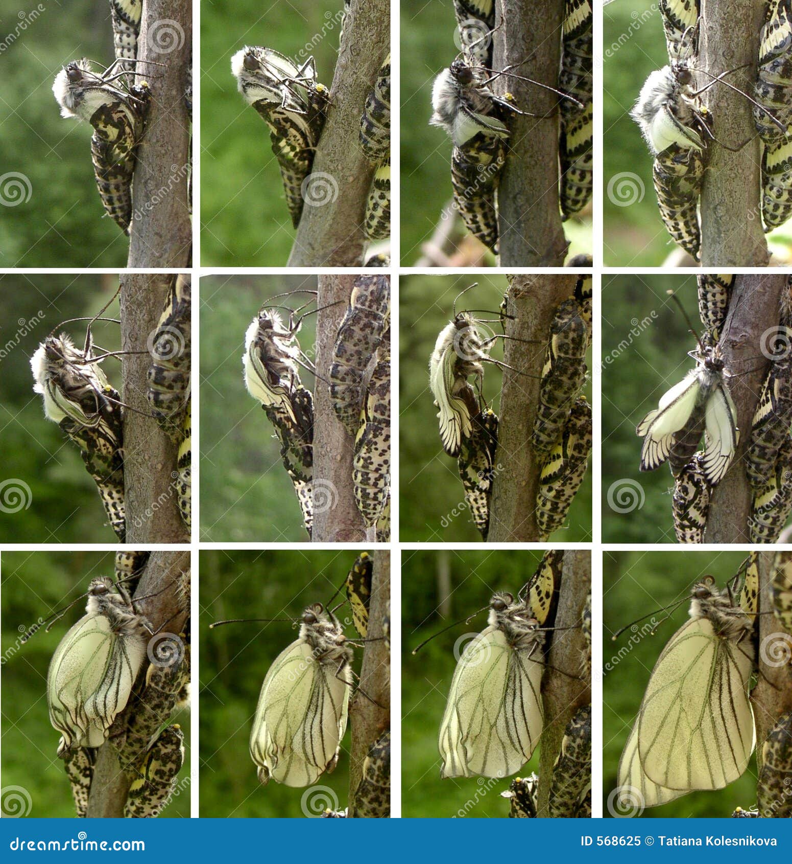 Fasi Di Sviluppo Della Farfalla Immagine Stock - Immagine di vita, estate: 568625