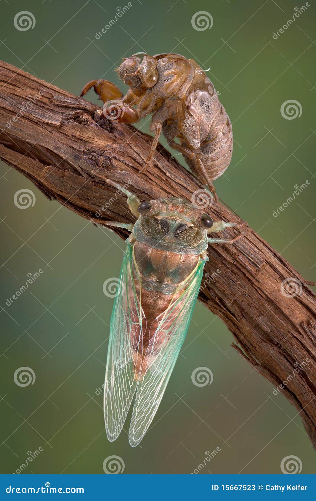 Fasi di vita della cicala immagine stock. Immagine di natura - 15667523