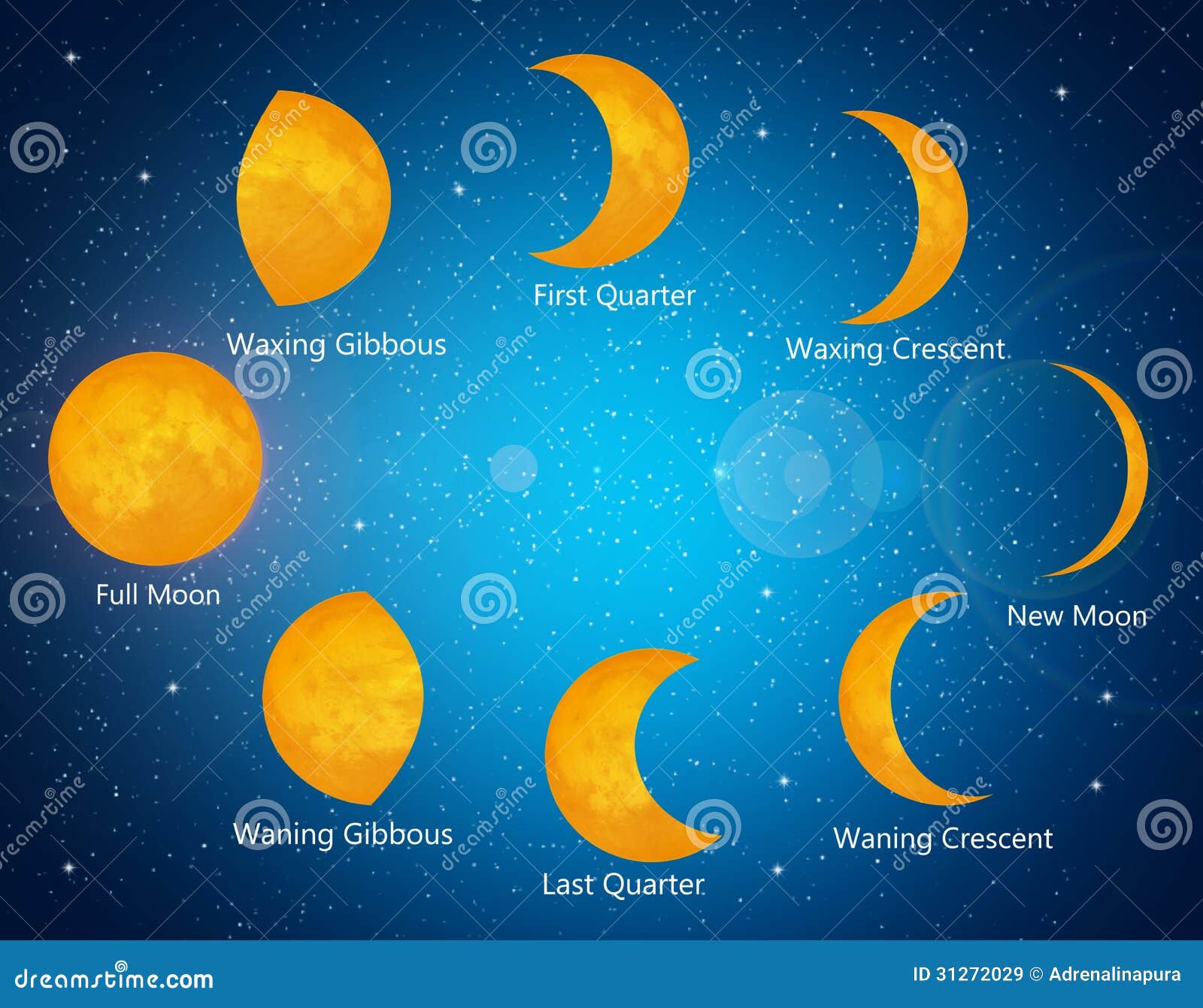 Fasi lunari illustrazione di stock. Illustrazione di orto - 31272029