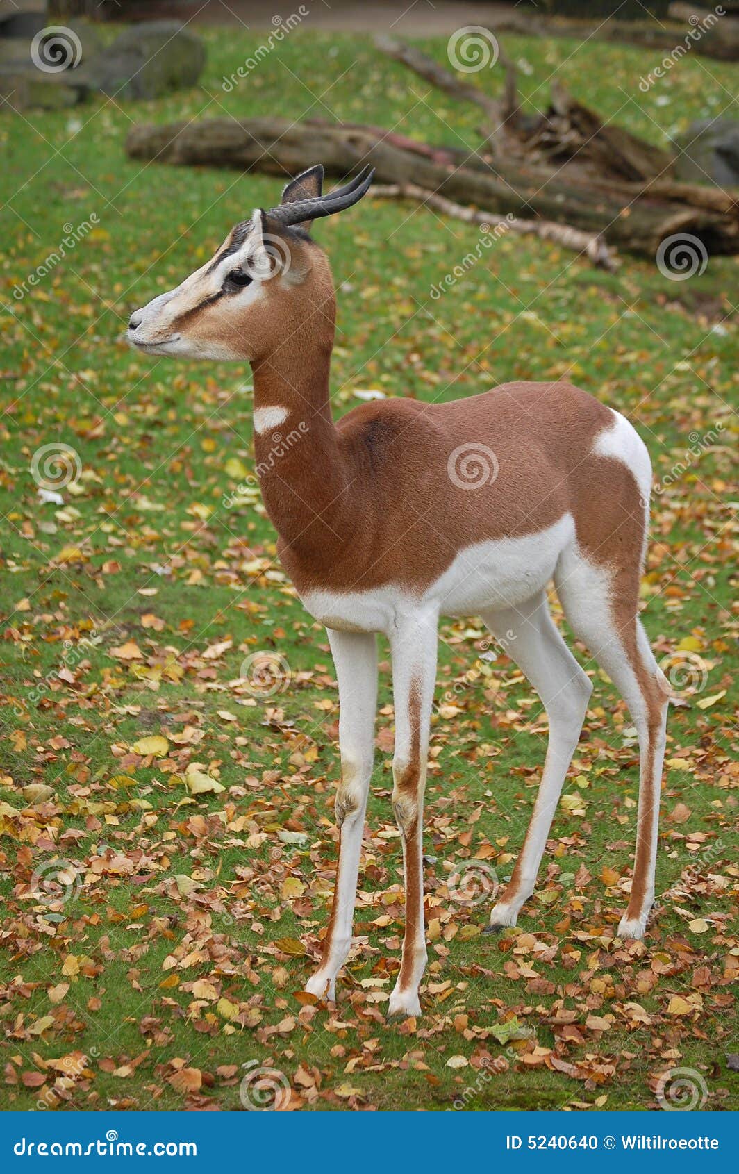 Fast Alert Antilope Gazelle Stock Photo - Image of gazelles, horns: 5240640