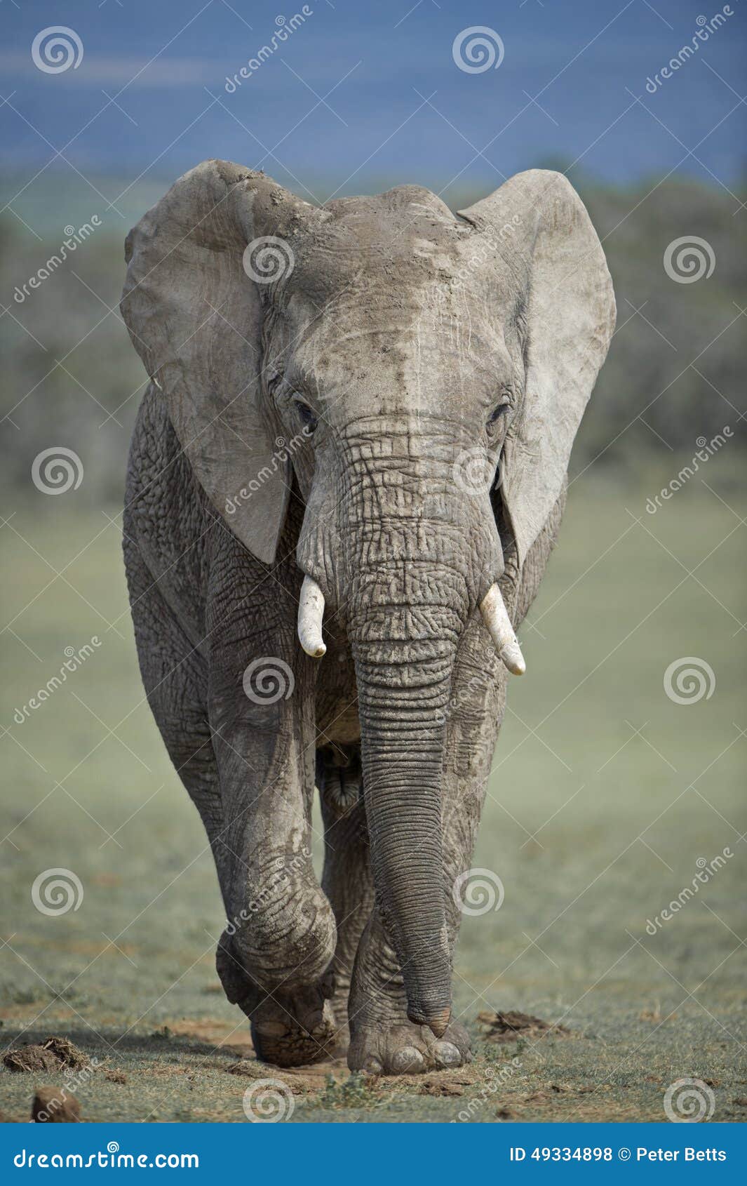 Fast Approaching Elephant stock photo. Image of thirst - 49334898