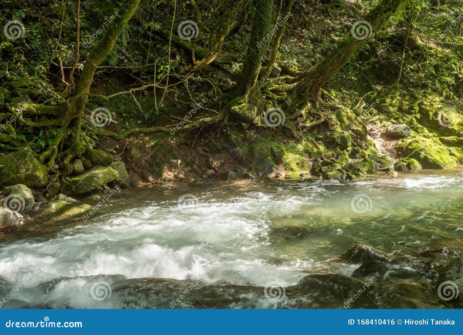 Fast brook flowing stock photo. Image of brook, plant - 168410416