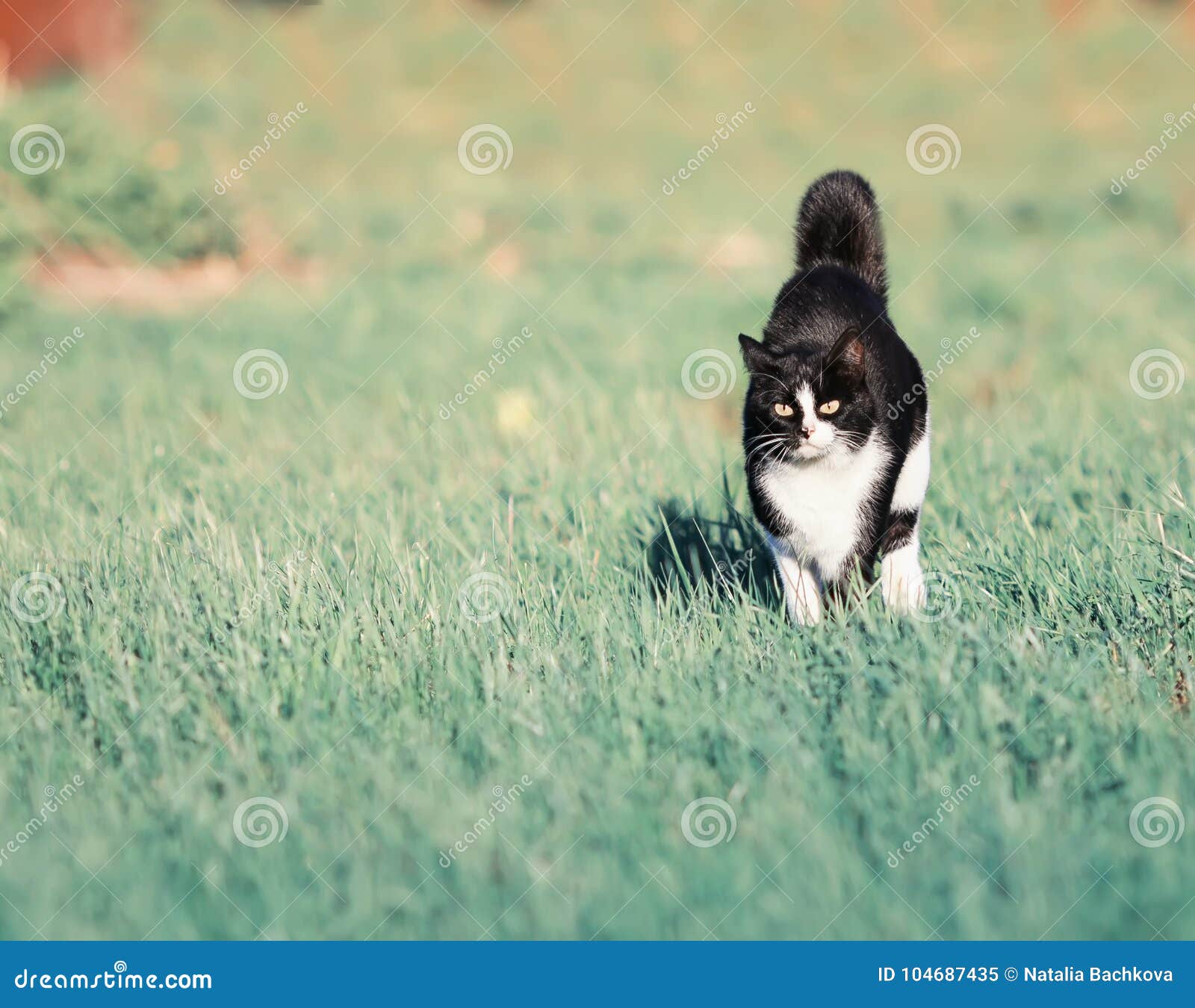 Beautiful Fast Cat Fun Running on Green Summer Meadow Stock Image ...