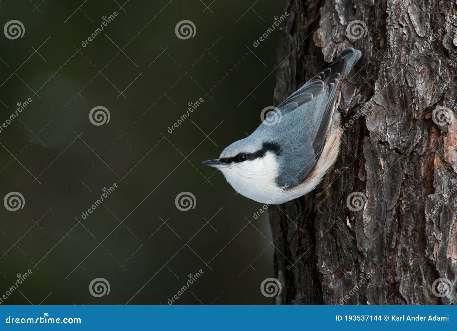 Fast and Curious Songbird Eurasian Nuthatch, Sitta Europaea on a Tree ... Fast and Curious Songbird Eurasian Nuthatch, Sitta Europaea on a Tree ...