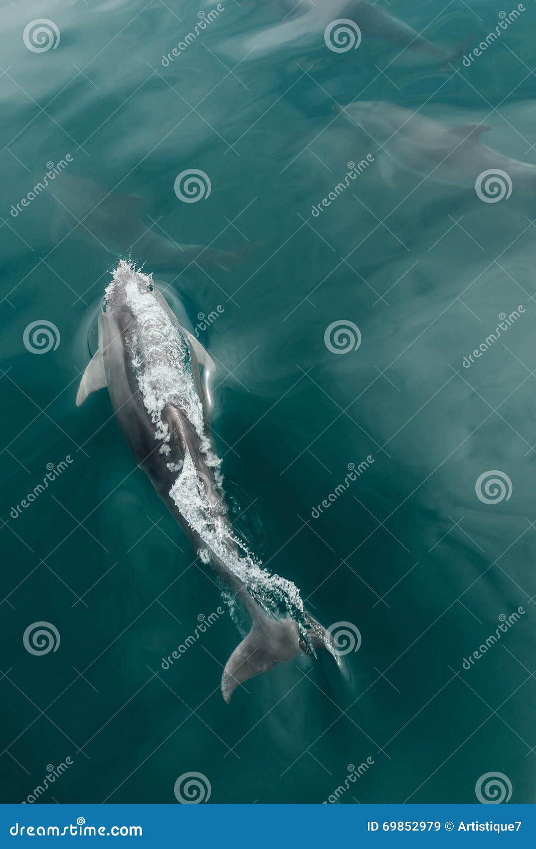 Fast Dolphin in the Wildlife Sea Stock Image - Image of blue, maritime ...