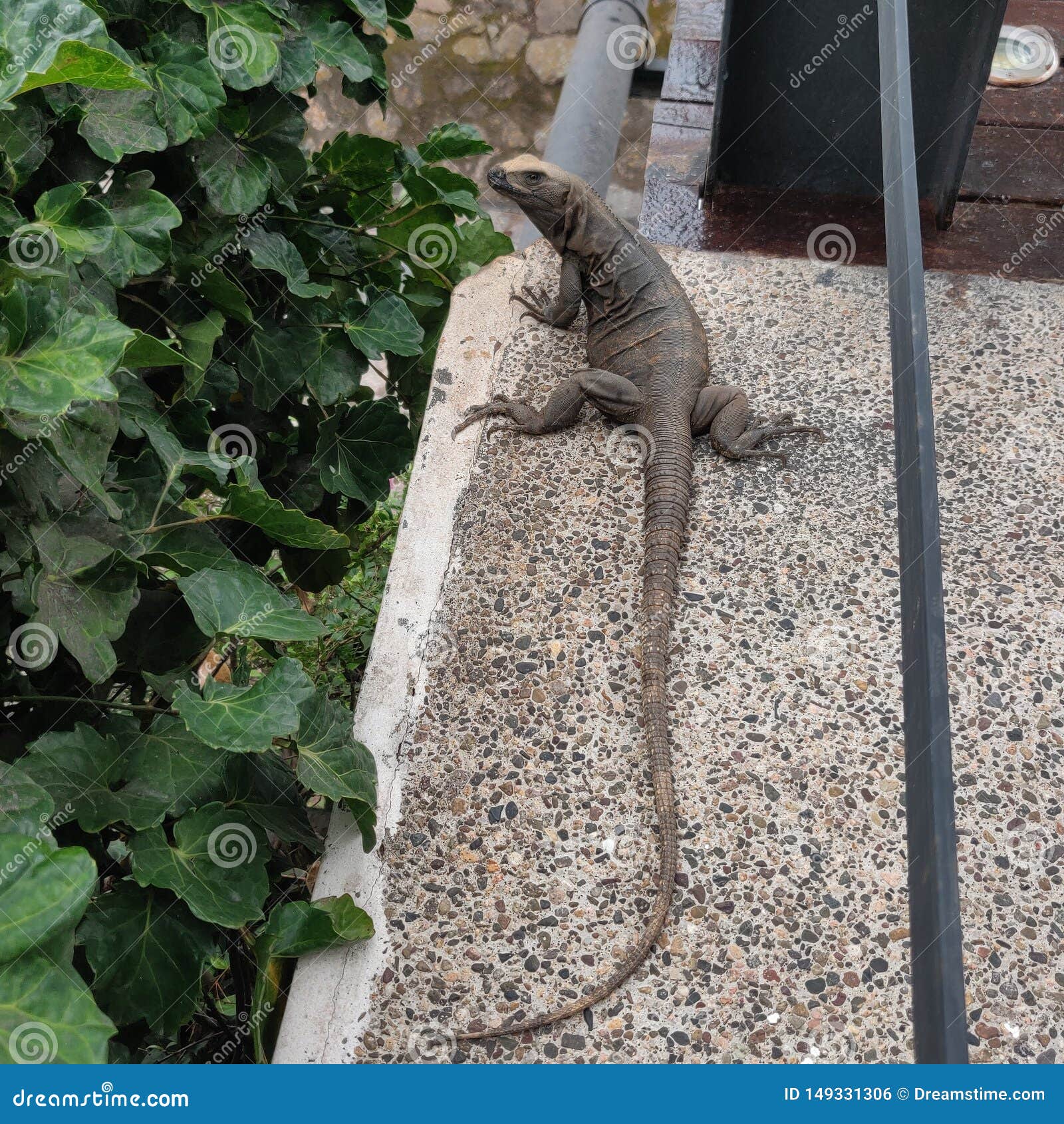Fast Eddie stock photo. Image of wildlife, puerto, iguana - 149331306