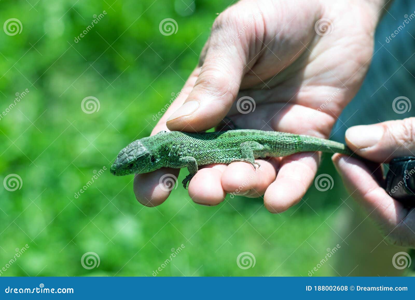 Fast Emerald Lizard in the Hands Stock Photo - Image of lizard, fast ...