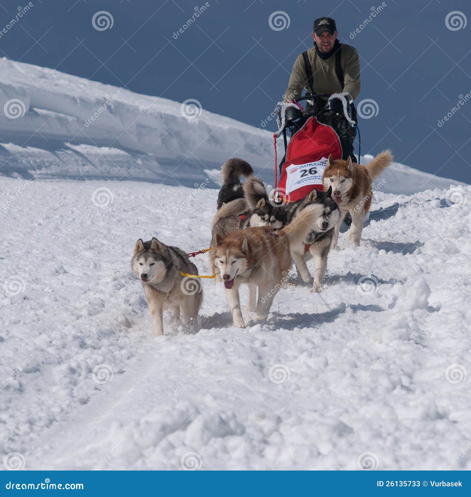 Fast , Faster , the Fastest Editorial Stock Photo - Image of malamute ...