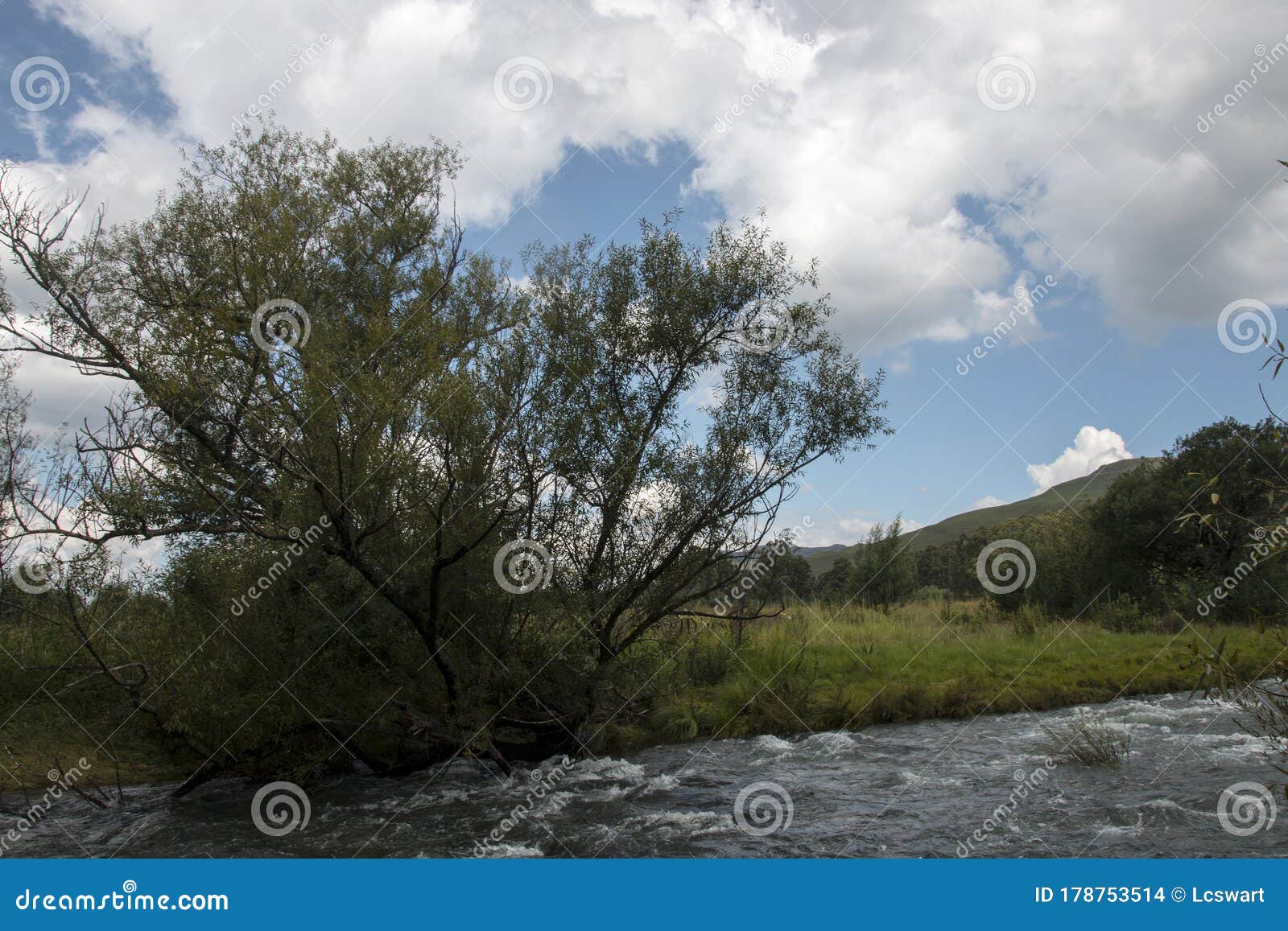 Fast Flowing River after Heavy Rains with Trees on Bank Stock Photo ...