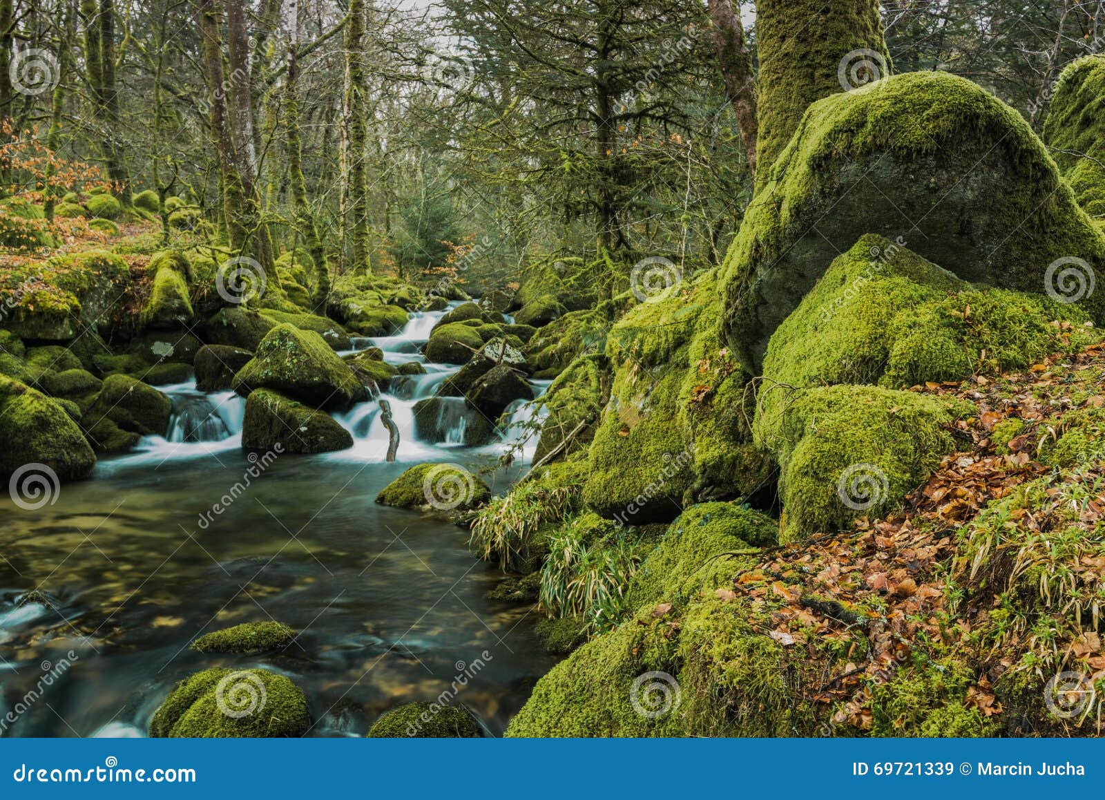 Fast Flowing Stream in Ancient Forest Stock Image - Image of hiking ...