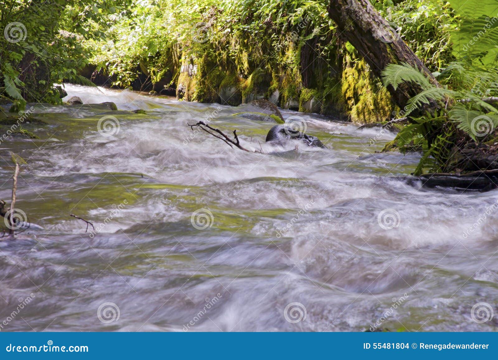 Fast-flowing stream stock photo. Image of forest, water - 55481804