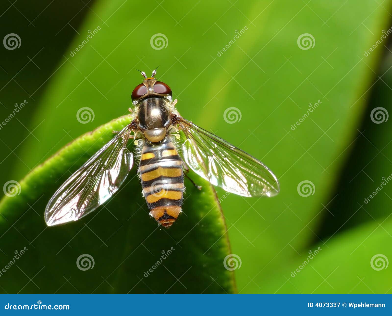 Fast fly stock image. Image of pehlemann, wings, macro - 4073337