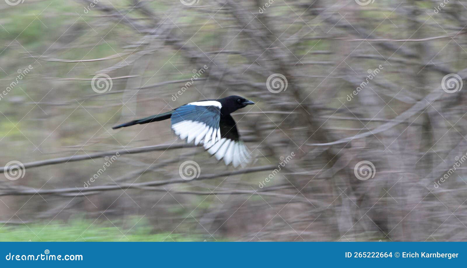 Fast flying magpie stock photo. Image of fauna, people - 265222664