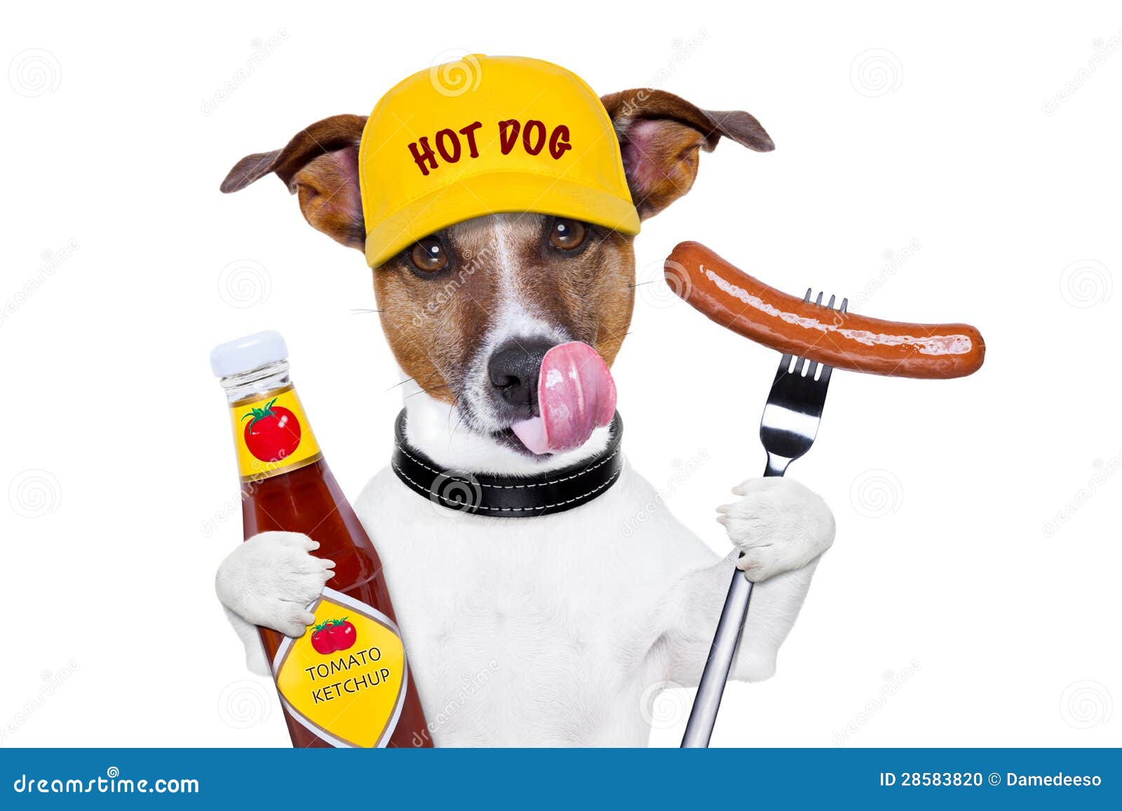 Fast food hungry dog stock photo. Image of barbecue, funny - 28583820
