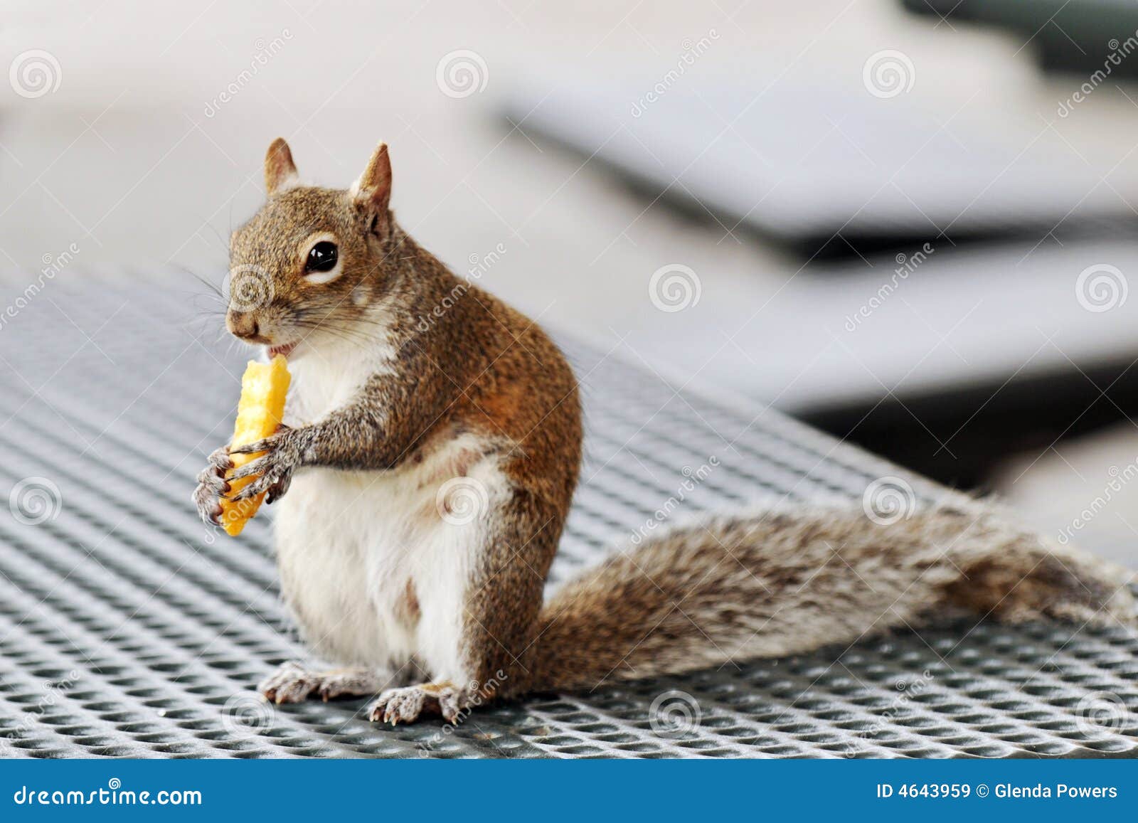 308 French Squirrel Stock Photos - Free & Royalty-Free Stock Photos ...