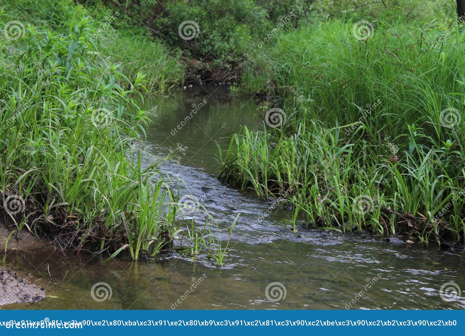 Fast Forest River. Green Grass Stock Photo - Image of head, greenery ...