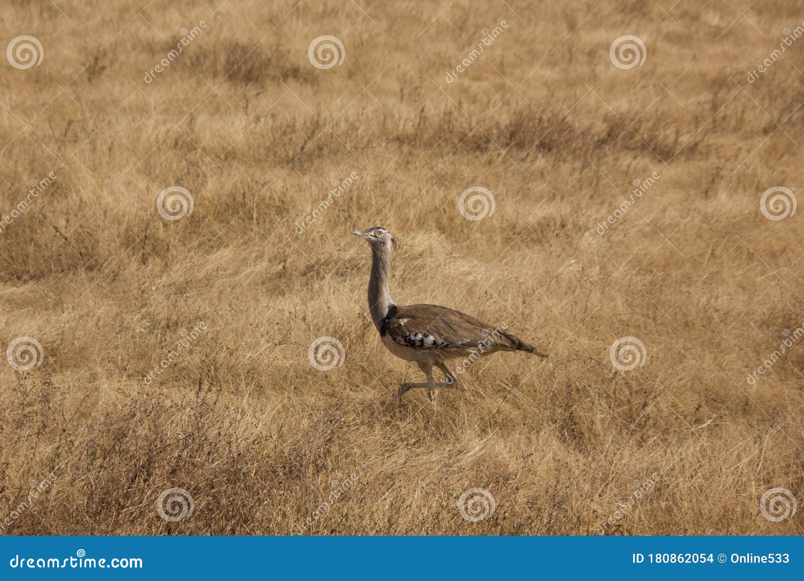 Fast Getarnte Kori Trappe in Der Afrikanischen Veld Stockfoto - Bild ...