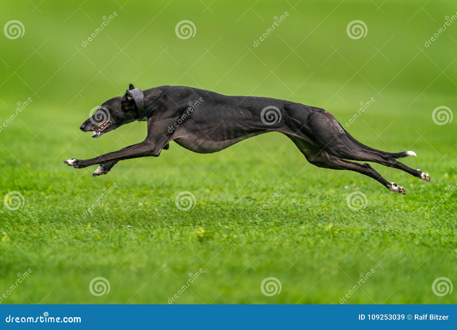 Fast greyhound stock image. Image of meadow, race, action - 109253039