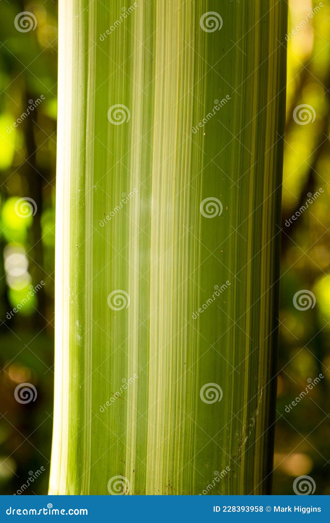 Fast growing bamboo stock photo. Image of nodes, green - 228393958
