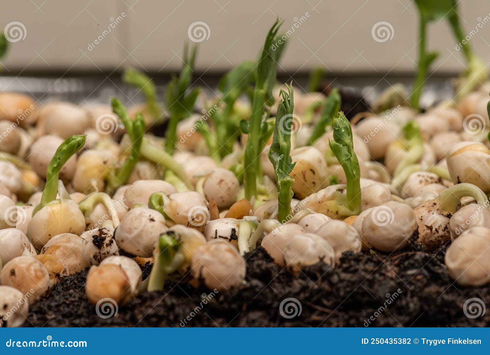Fast Growing Pea Sprouts from Yellow Split Peas.. Stock Photo - Image ...