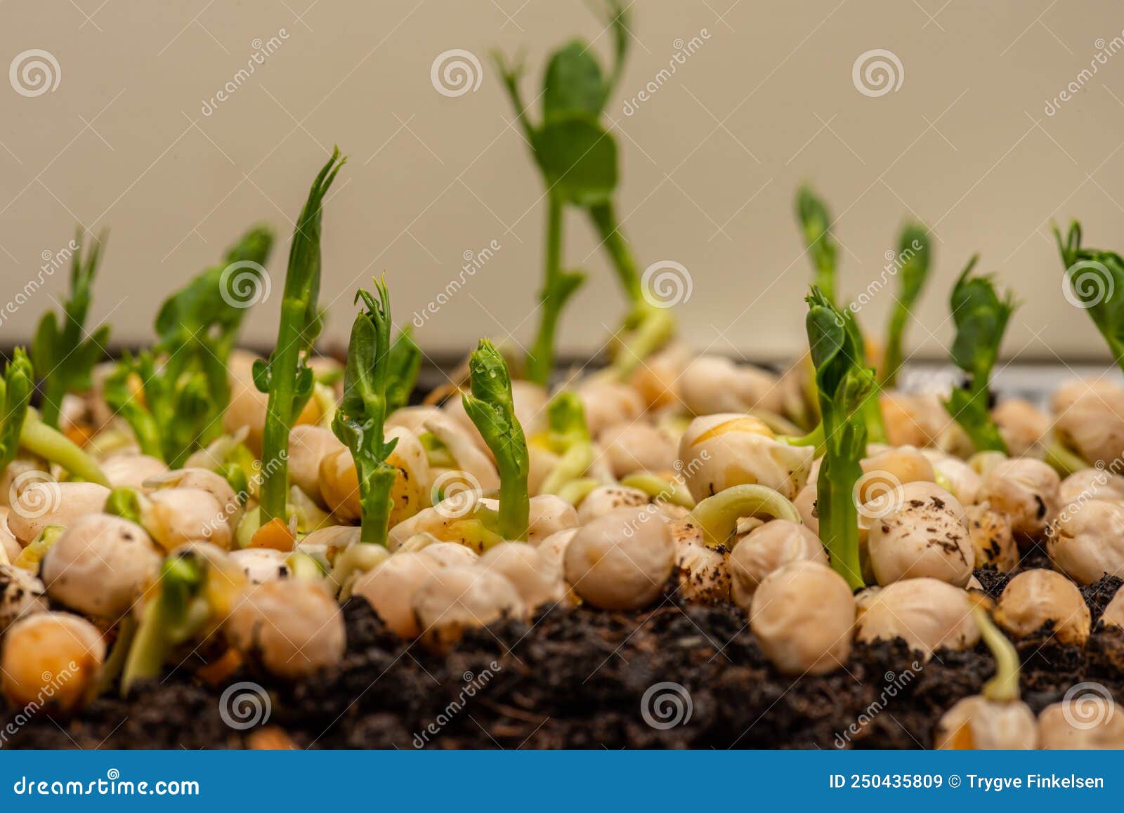 Fast Growing Pea Sprouts from Yellow Split Peas.. Stock Image - Image ...