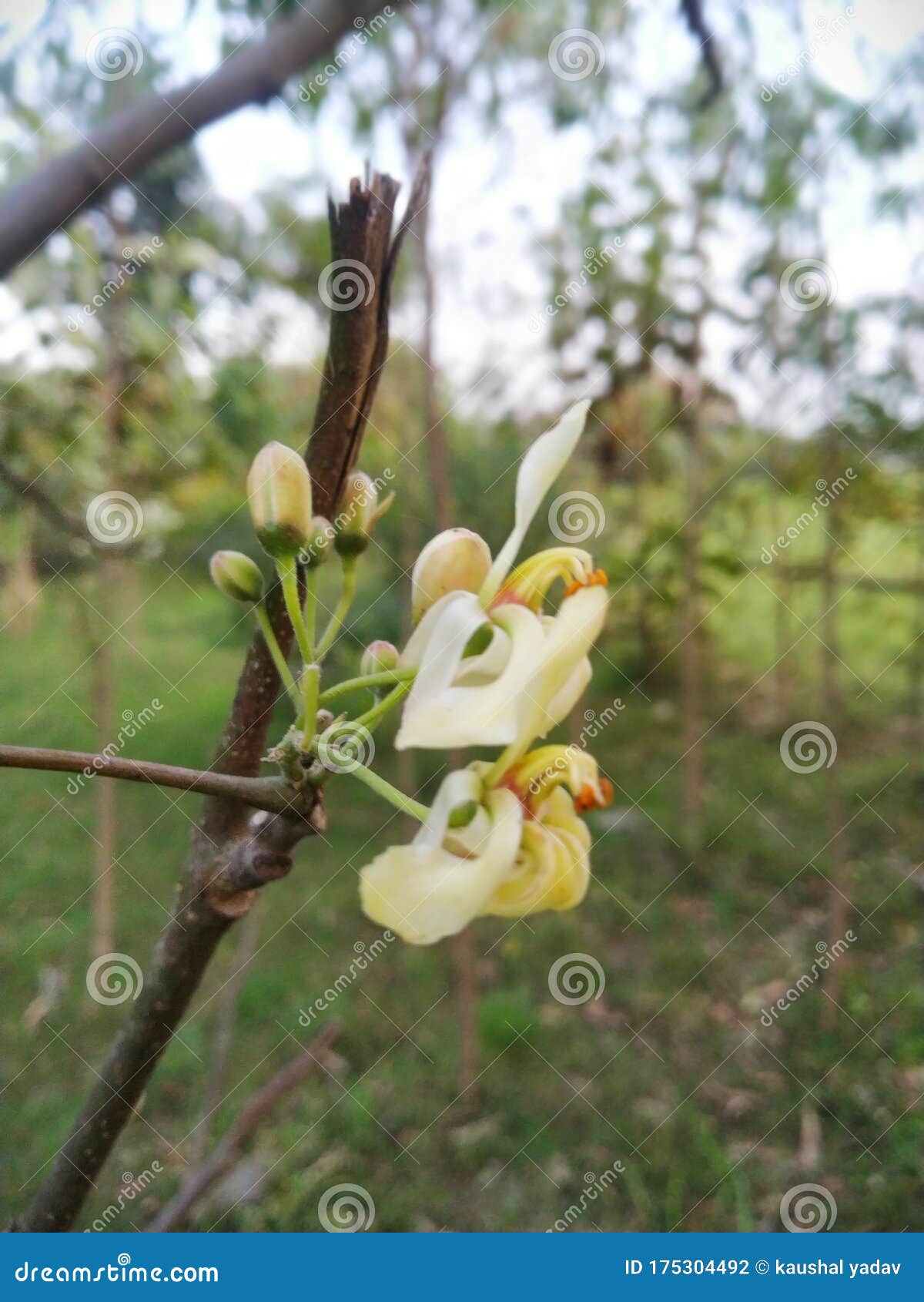 Flower of moringa oleifera stock photo. Image of fast - 175304492