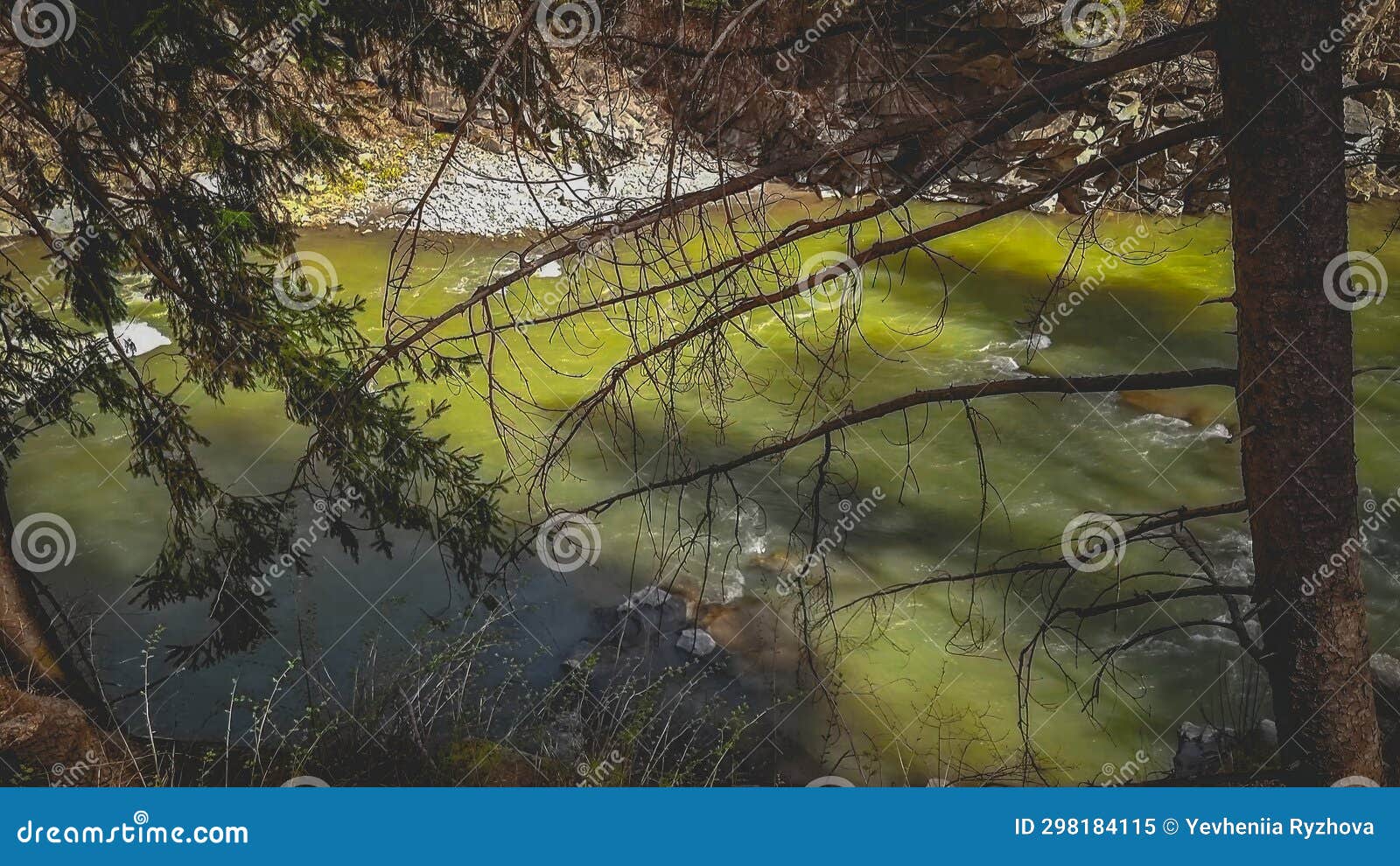 Fast Mountain Stream Flowing between Mountains and Cliffs with Pine ...