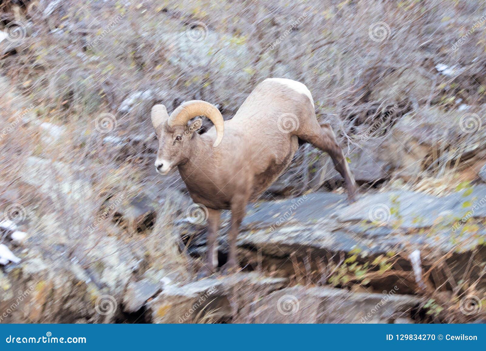 Fast Moving Ram stock photo. Image of moving, rocks - 129834270