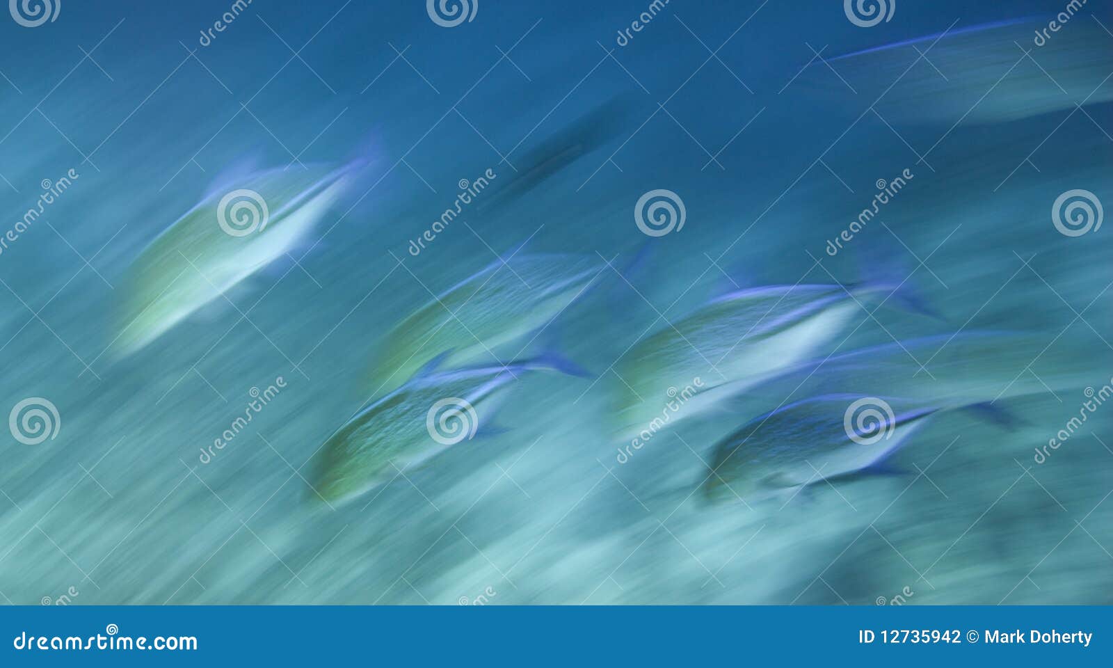 Fast moving school of fish stock photo. Image of marine - 12735942