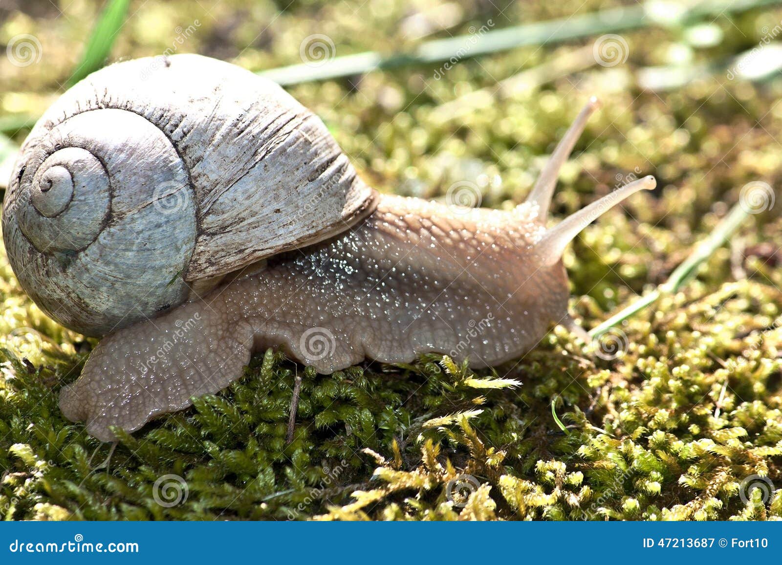 Fast moving snail stock image. Image of nature, insects - 47213687