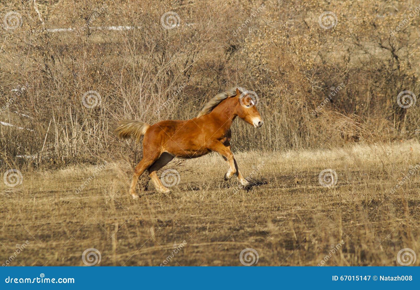 Fast Red Horse Run on the Field Stock Image - Image of portrait, yellow ...