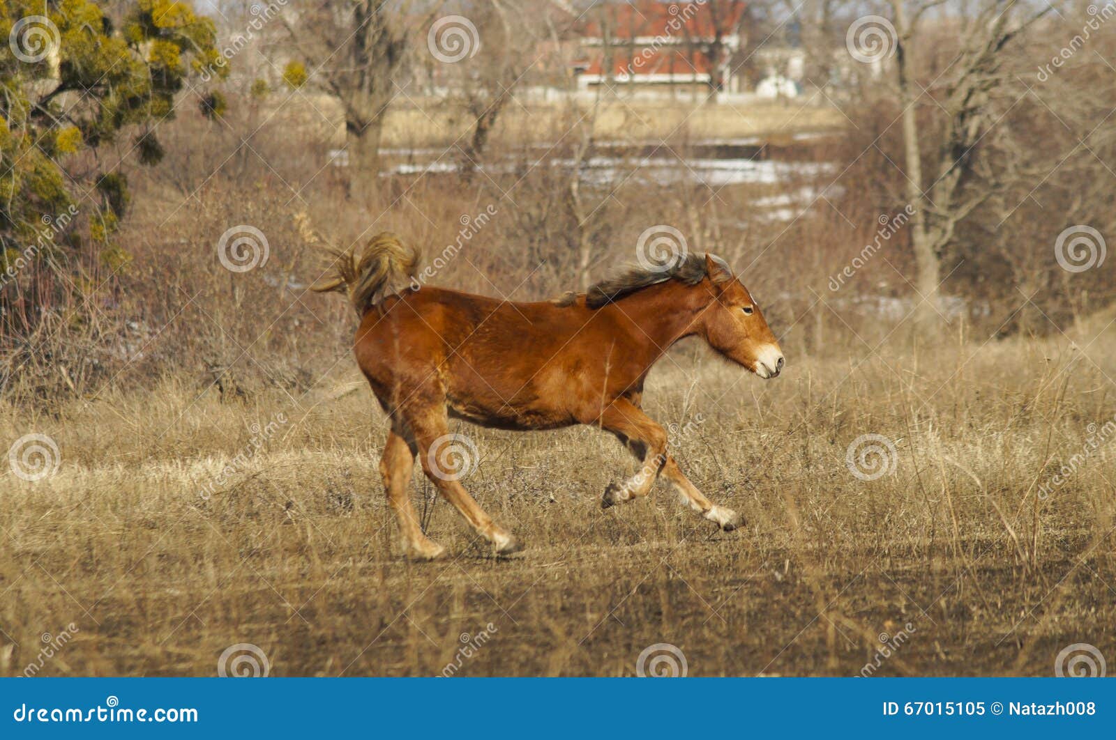 Fast Red Horse Running on the Field Stock Image - Image of white, blaze ...