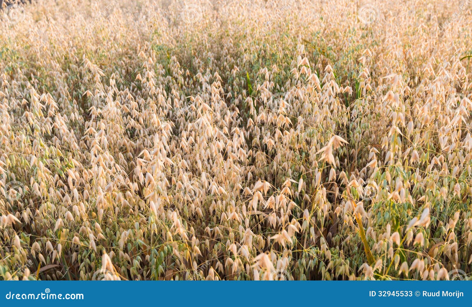 Fast reife Hafer der Ernte stockbild. Bild von reif, müsli - 32945533