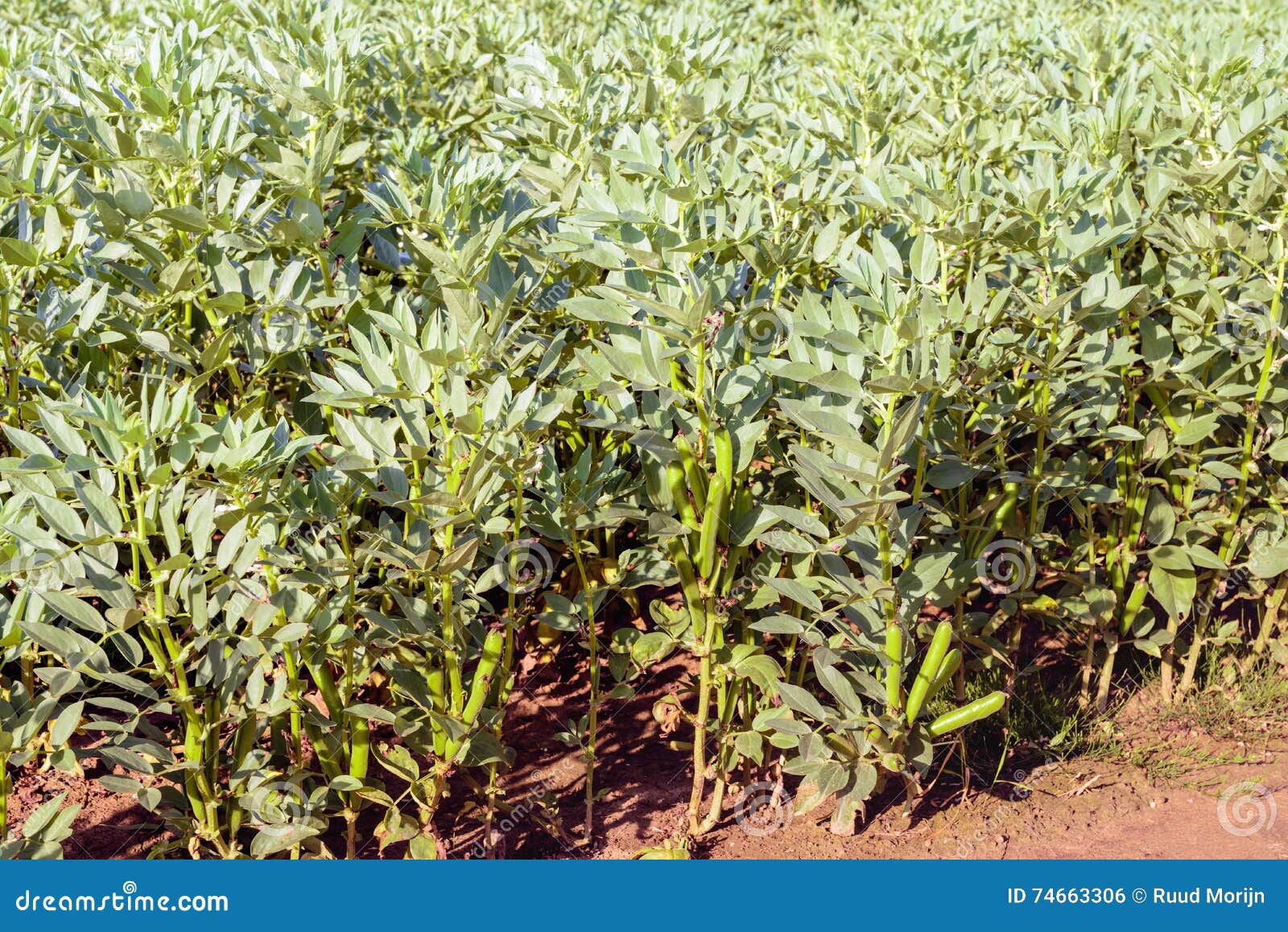 Fast Reife Puffbohnen Der Ernte Vom Abschluss Stockfoto - Bild von ...