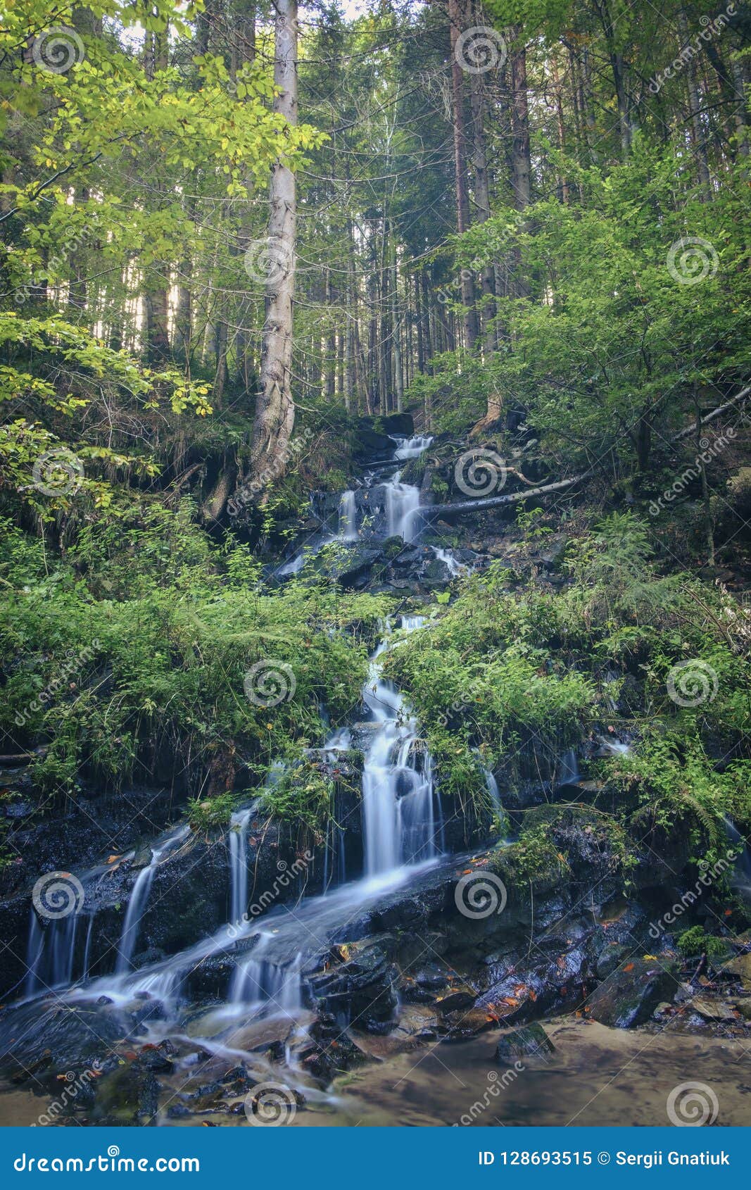 Fast river in the forest stock image. Image of clean - 128693515