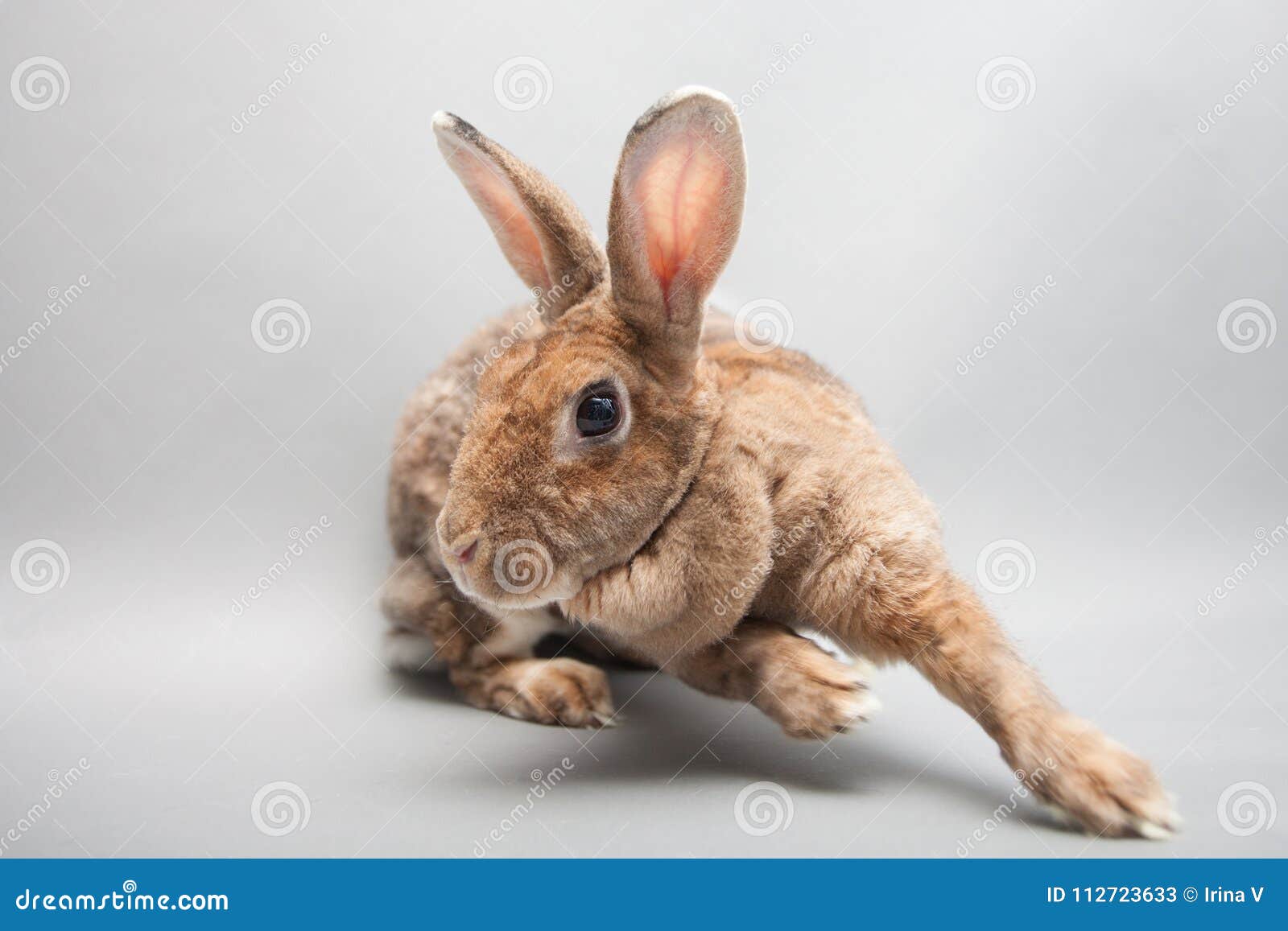 Fast Rabbit Stock Photos - Download 1,274 Royalty Free Photos