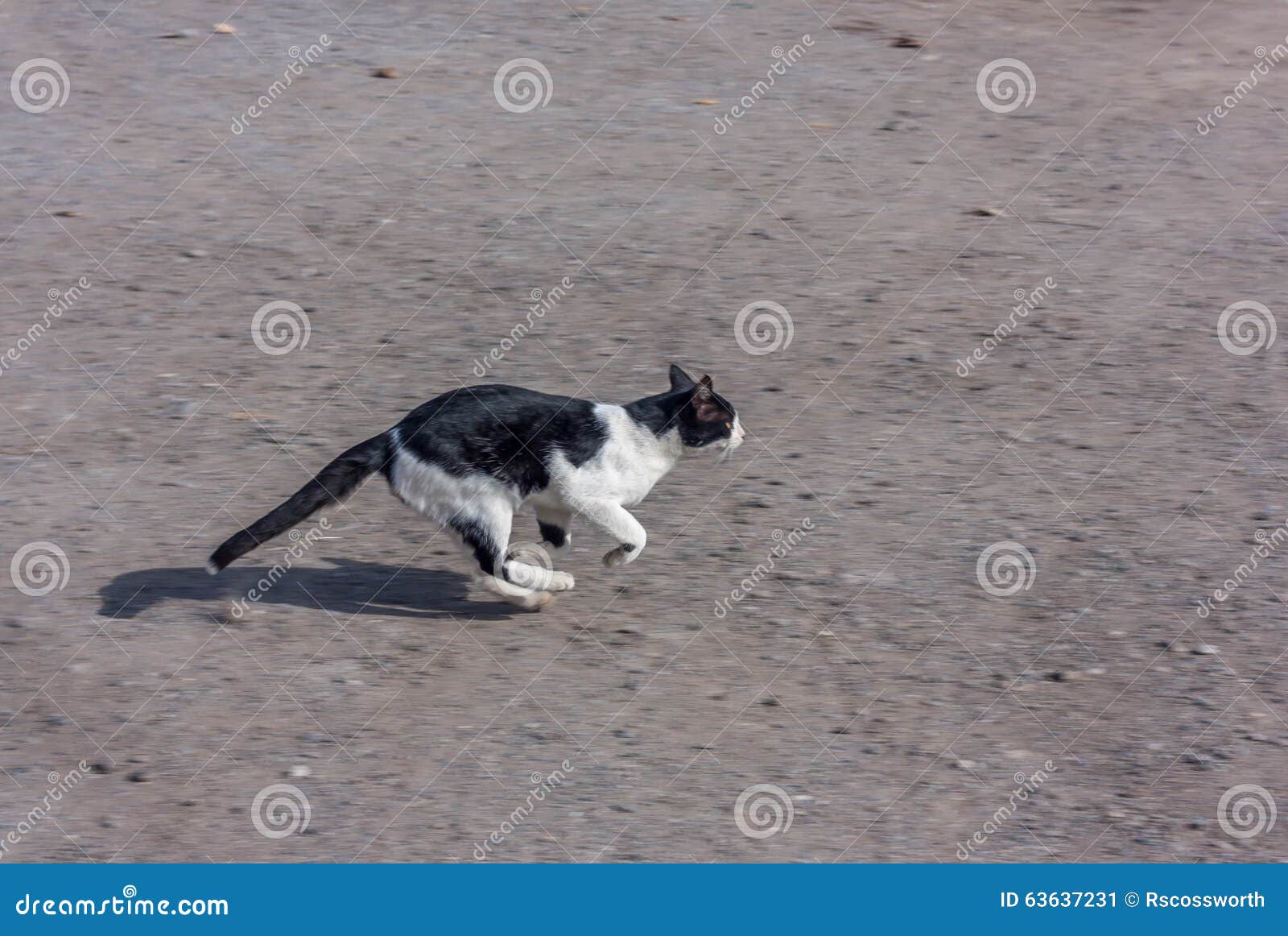 Fast running cat stock image. Image of fast, speed, blur - 63637231