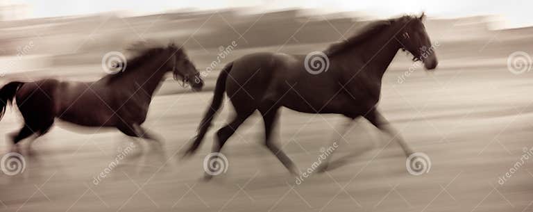 Fast running horses stock photo. Image of foal, landscape - 19903530