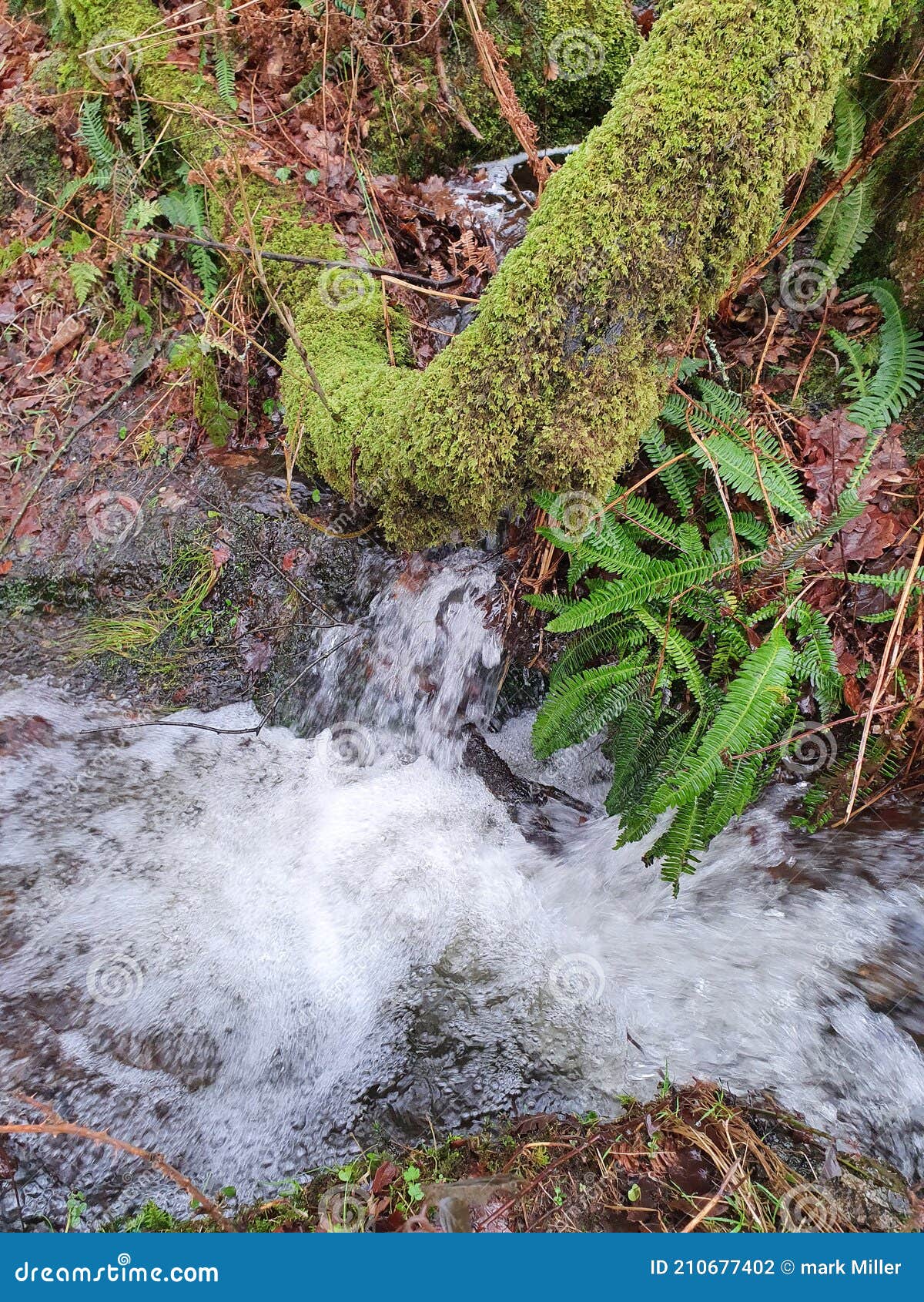 Fast Running Water on the Moors Stock Photo - Image of stream, autumn ...