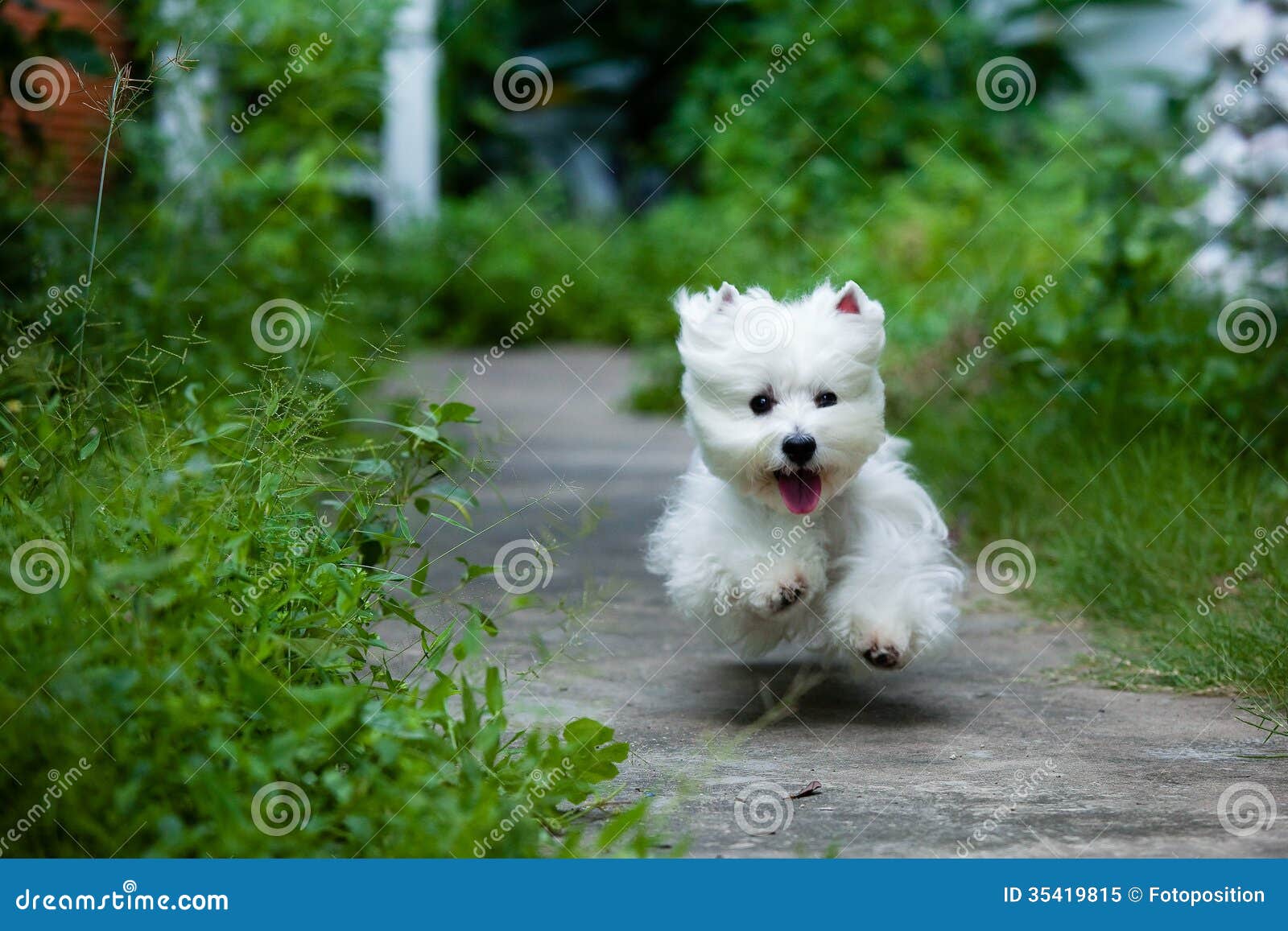 Fast running westie stock image. Image of terrier, west - 35419815