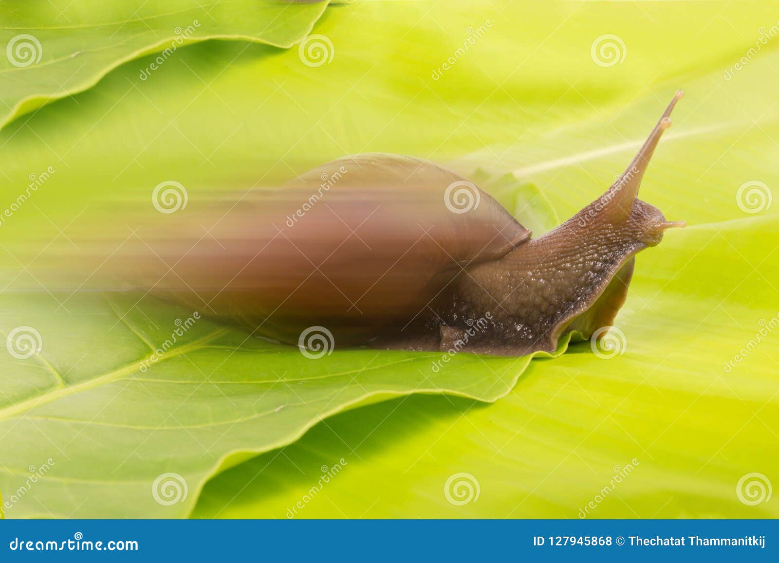 Fast Snail Speed Concept Snail Run on the Green Leaf Stock Photo ...