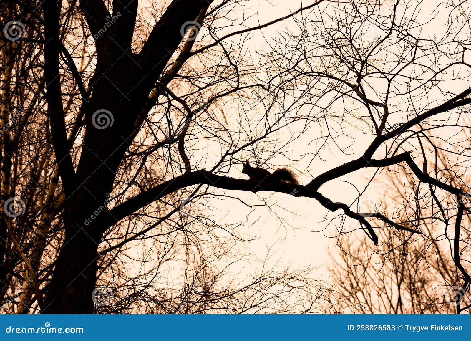 Fast Squirrel Running Across a Tree Branch.. Stock Image - Image of ...
