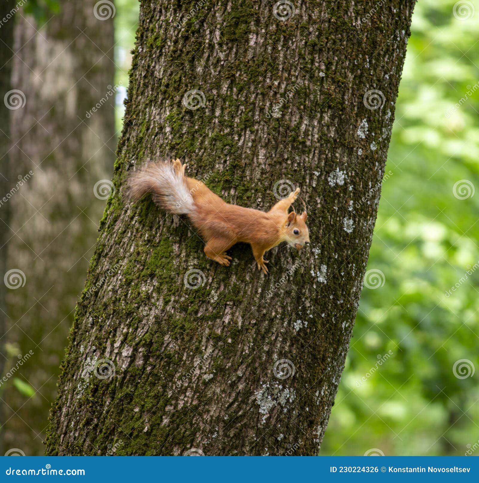A Fast Squirrel on a Tree stock photo. Image of tree - 230224326