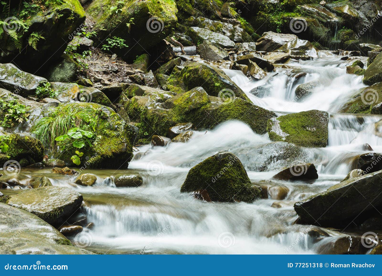 Fast stream in forest stock photo. Image of moss, creek - 77251318
