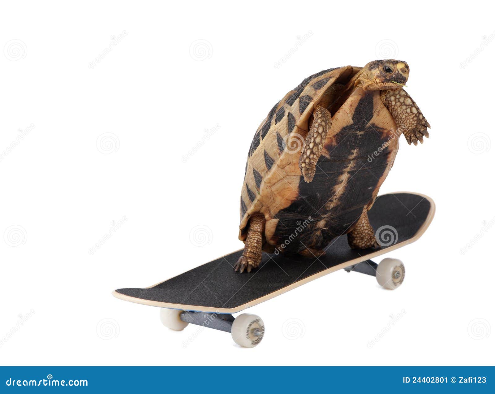 Fast Tortoise stock image. Image of animal, reptile, motion - 24402801