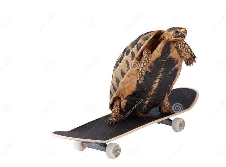 Fast Tortoise stock image. Image of animal, reptile, motion - 24402801
